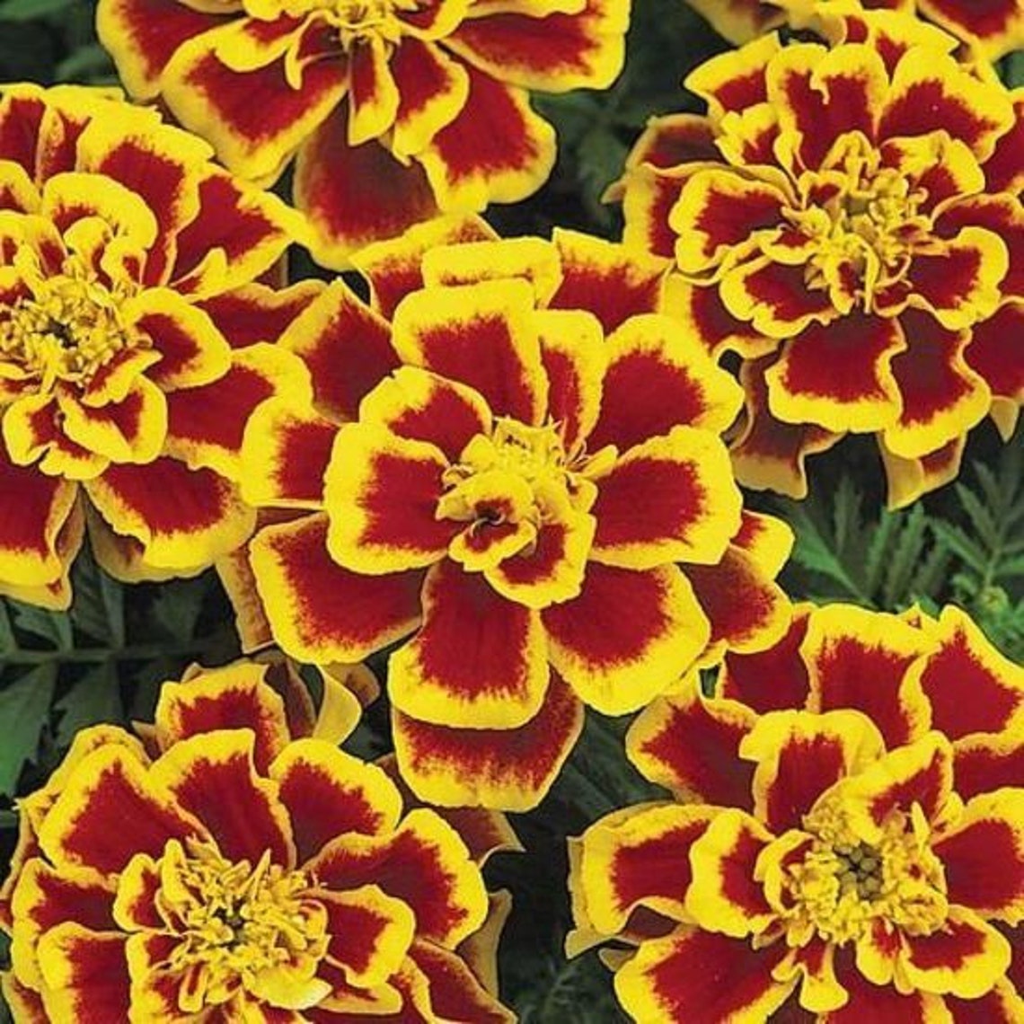 Durango Bee Marigold - Etsy