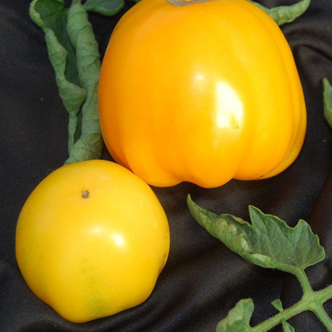 Yellow Giant Stuffer Tomato Seeds - Etsy