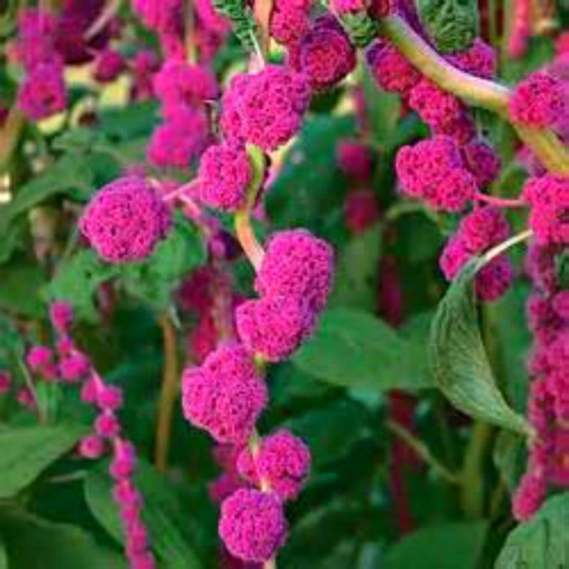 Beautiful Dreadlocks Amaranth Seeds (pony Tail Ropes) - Etsy