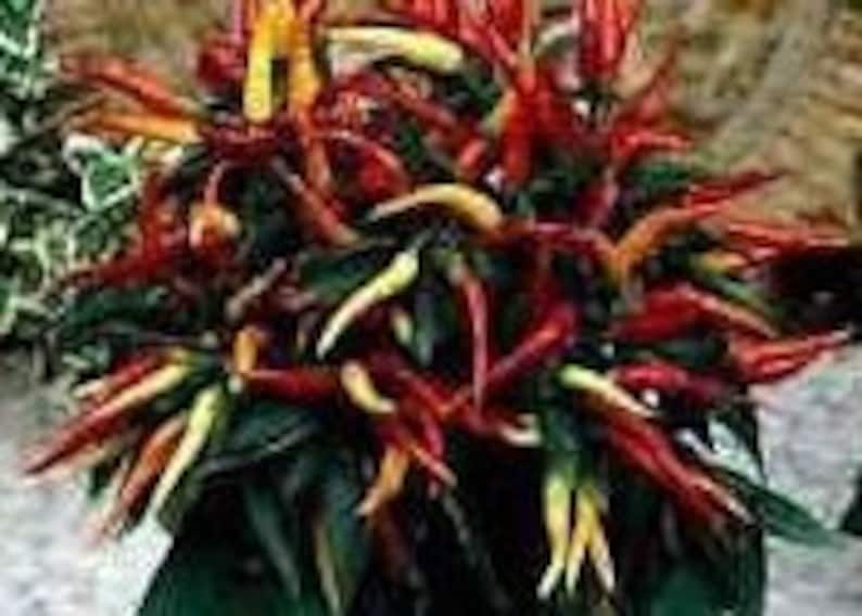 Riot Pepper Seeds - Beautiful Compact Plants. - Etsy