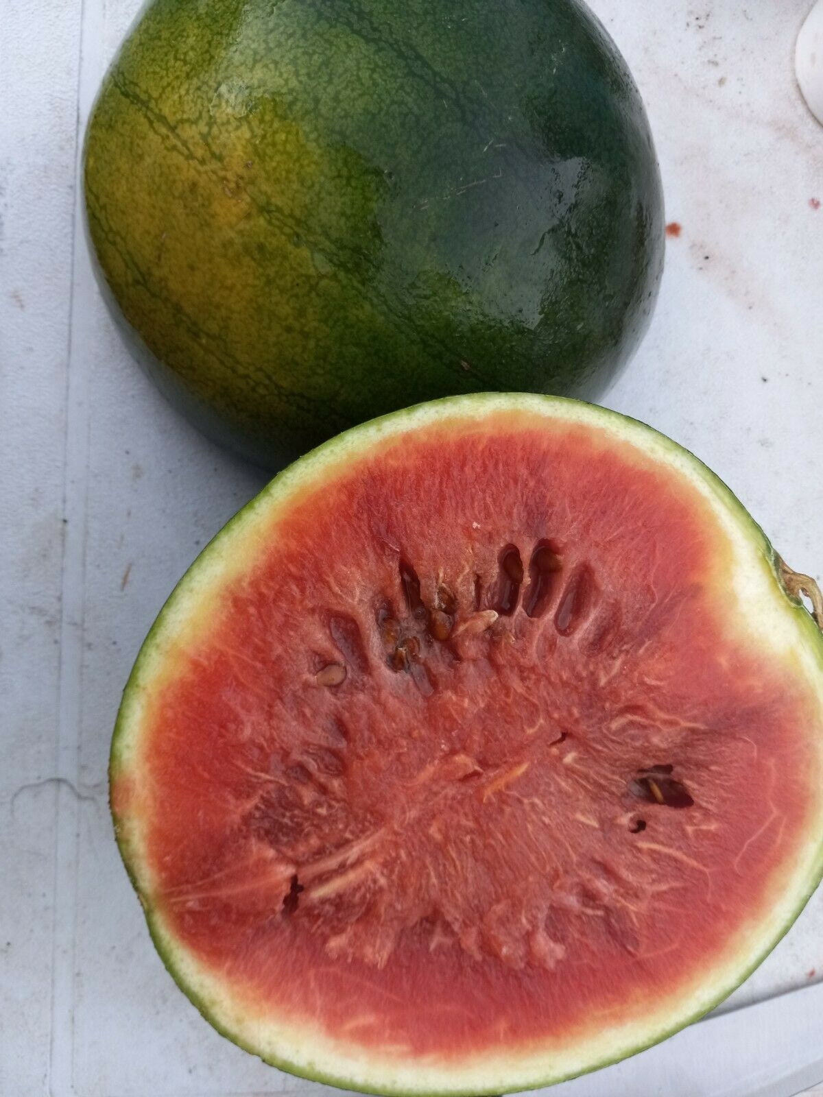 Small Shining Light Watermelon - Etsy