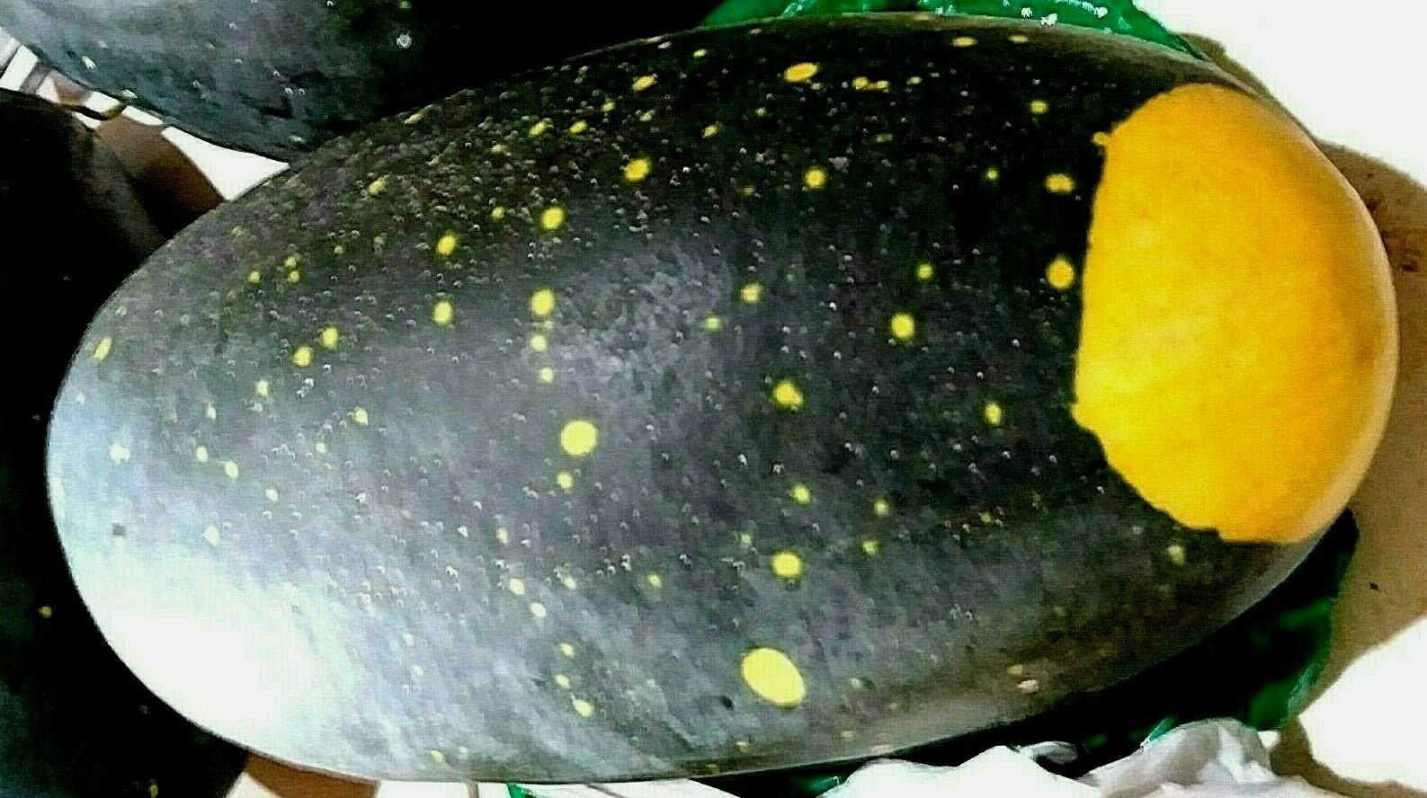 Moon & Stars Cherokee Watermelon Fruit and Leaves | Etsy