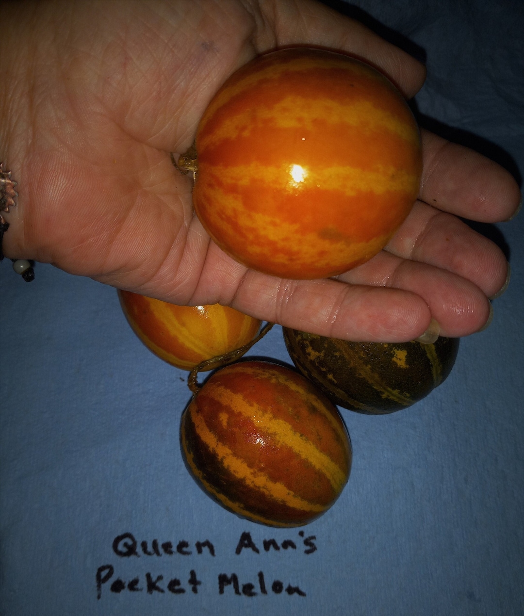 Queen Ann's Pocket Melon - Etsy