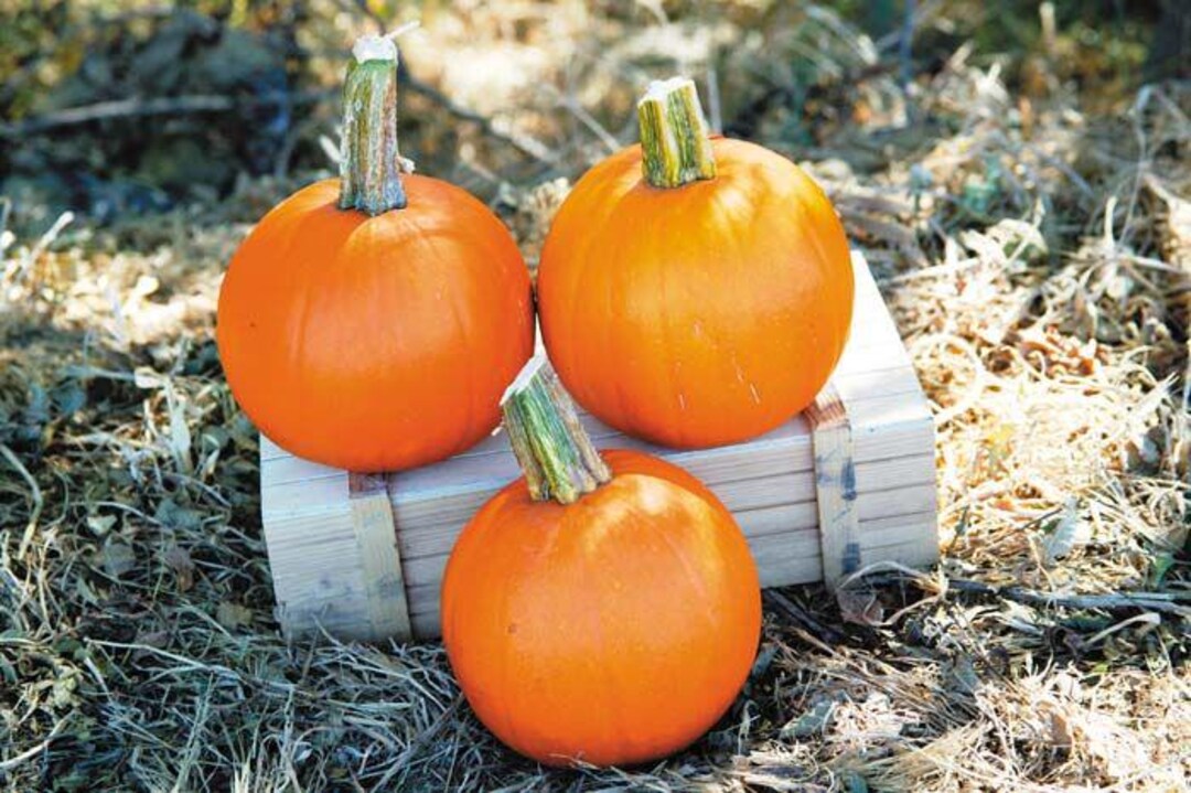 Cannonball Pumpkin - Etsy