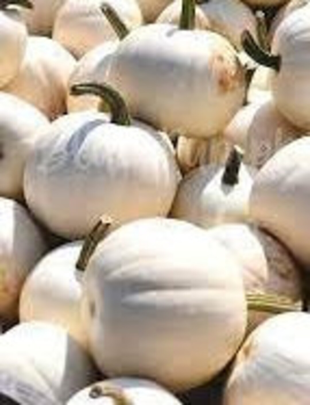 Snowball Pumpkin Seeds - Etsy
