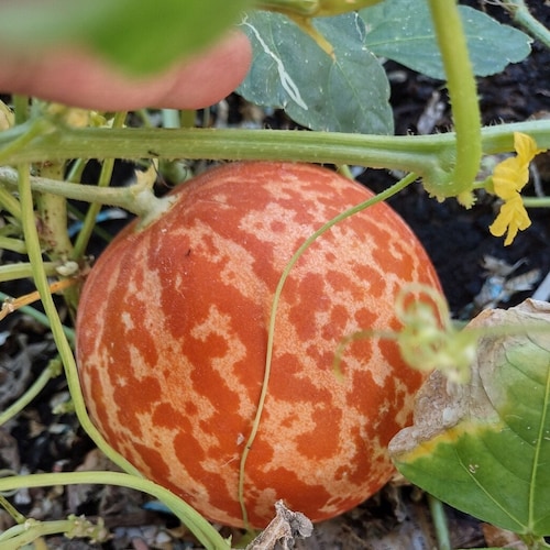 50 Thai Melon Vietnam Dua Gang Seeds Musk Melon Long Muskmelon - Etsy