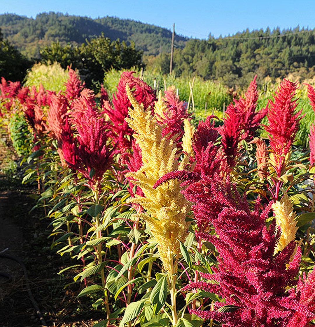 35 Kinds of Amaranth! - Master Amaranth Collection 35 Seed Packs (all ...