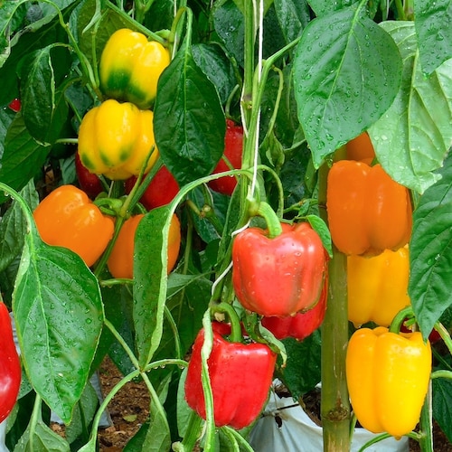 Sweet Mini Bell Pepper Mix - Etsy