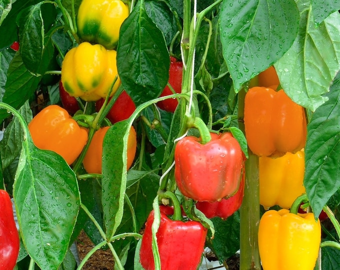 Sweet Mini Bell Pepper Mix - Etsy