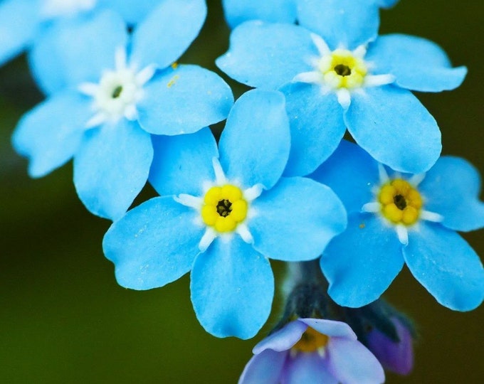 Beautiful Bright Forget-me-not Flower 30 Seeds - Etsy