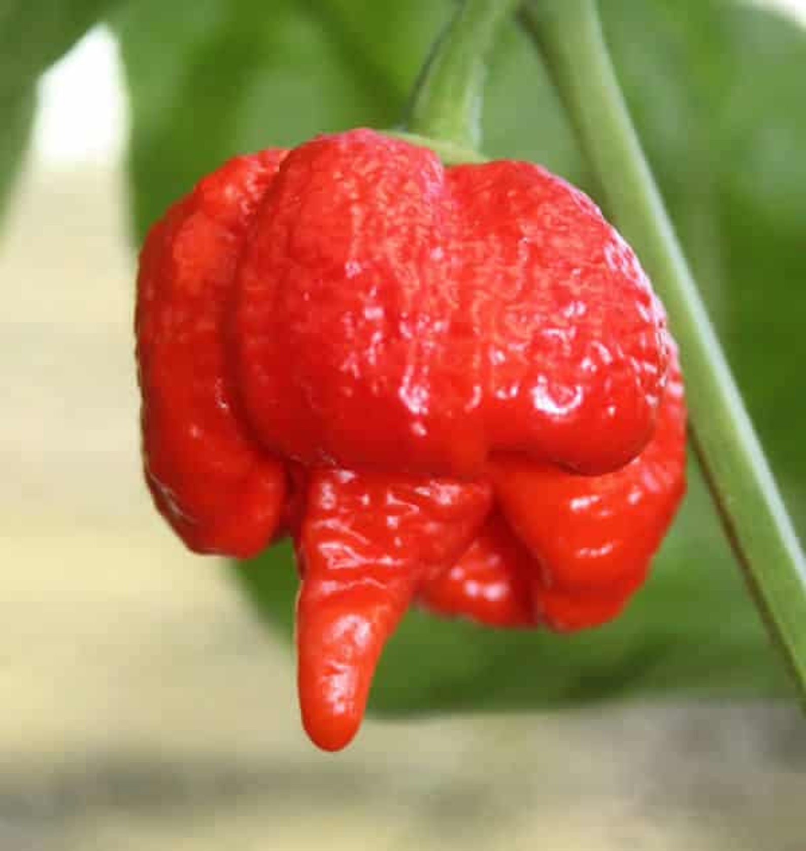 Trinidad Moruga Scorpion Pepper Seeds - Etsy
