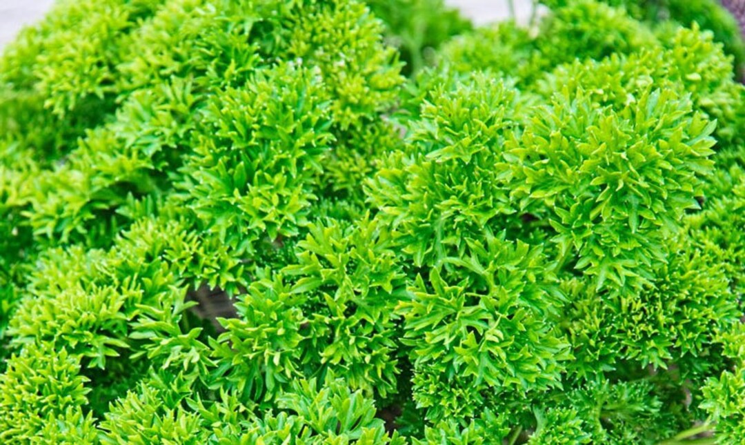 Parsley (moss Curled) - Etsy