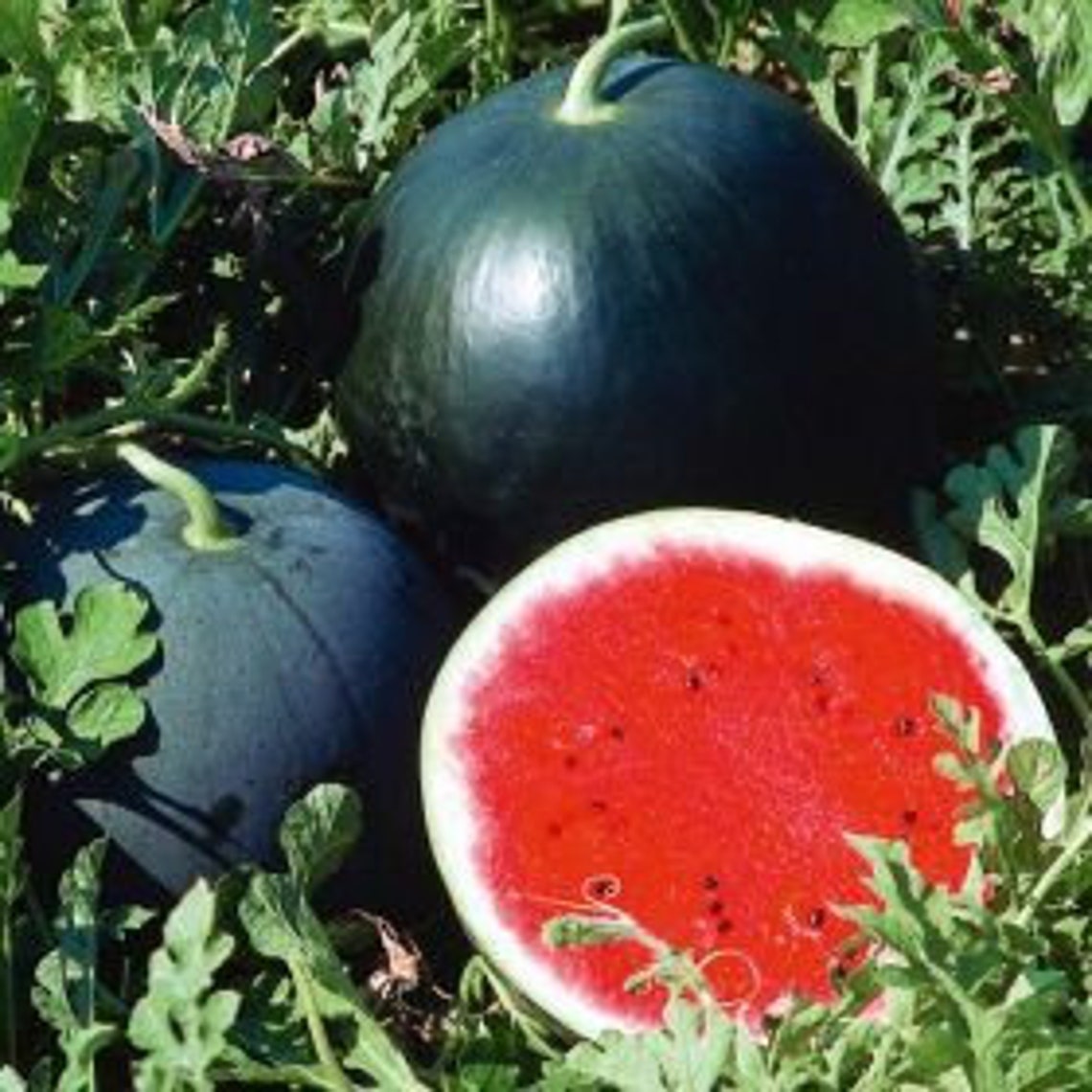 Black Diamond Watermelon Seeds - Etsy