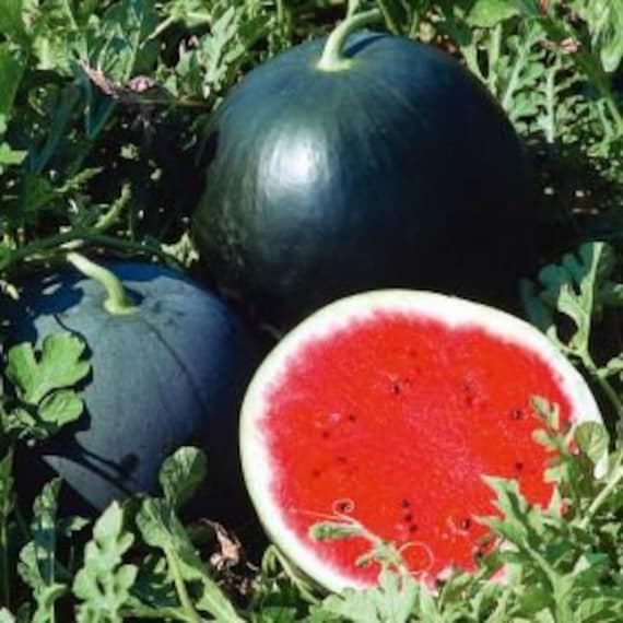 Black Diamond Watermelon Seeds - Etsy