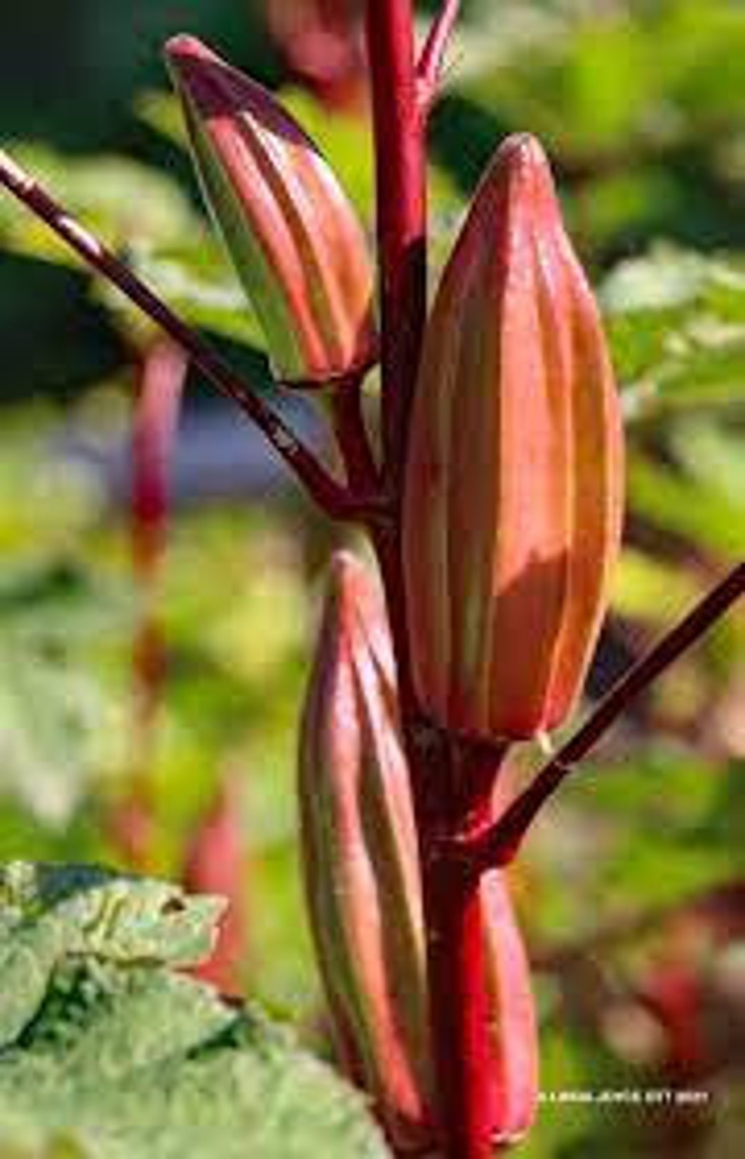 Alabama Red Okra Seeds - Etsy