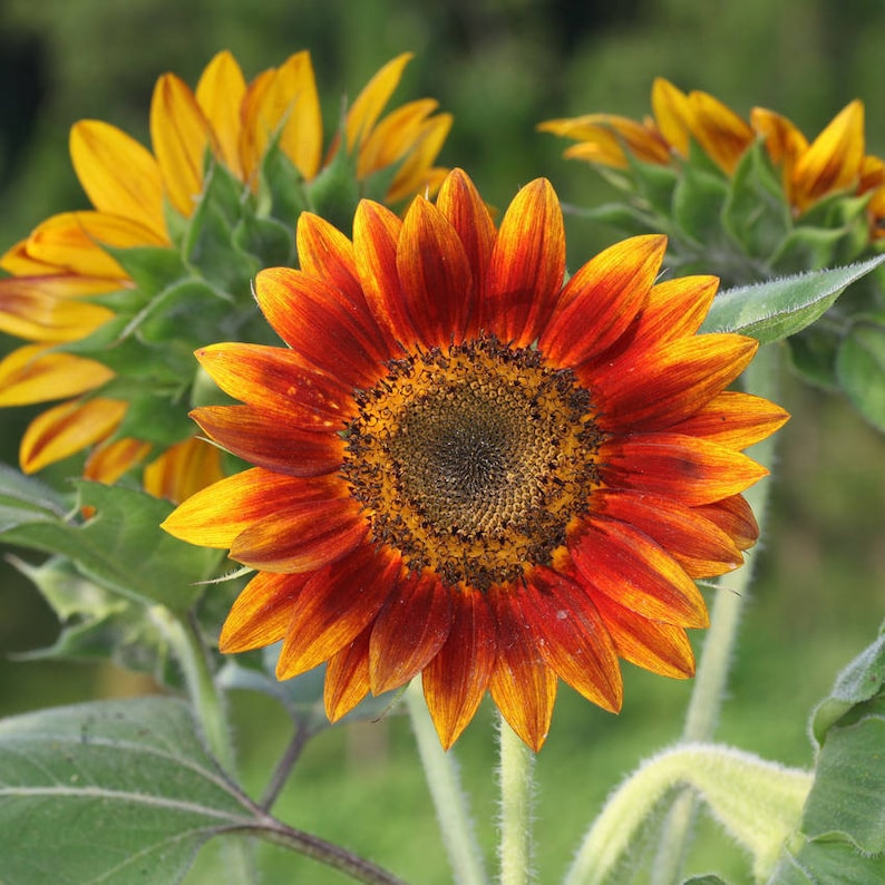 Evening Sun Sunflower - Etsy