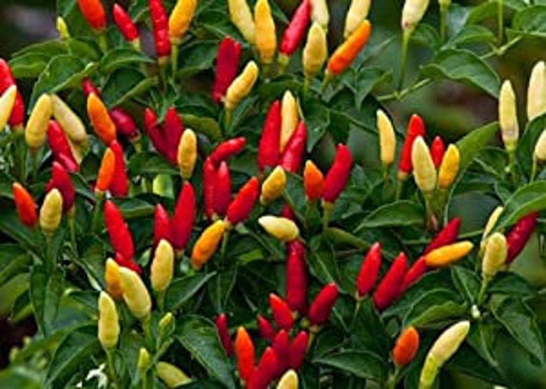 Tabasco Hot Pepper Seeds You Can Grow This Pepper Into A Tree! - Etsy