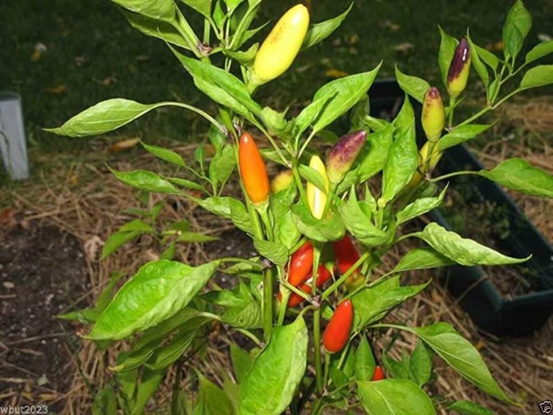 Purira Pepper Seeds - Etsy