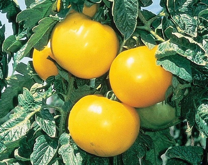 Lemon Boy Tomato Seeds - Etsy