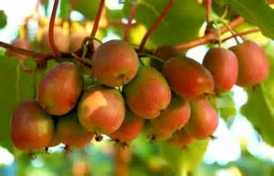 Anna Kiwi Seeds No Fuzz Kiwi super Sweet Mini's - Etsy