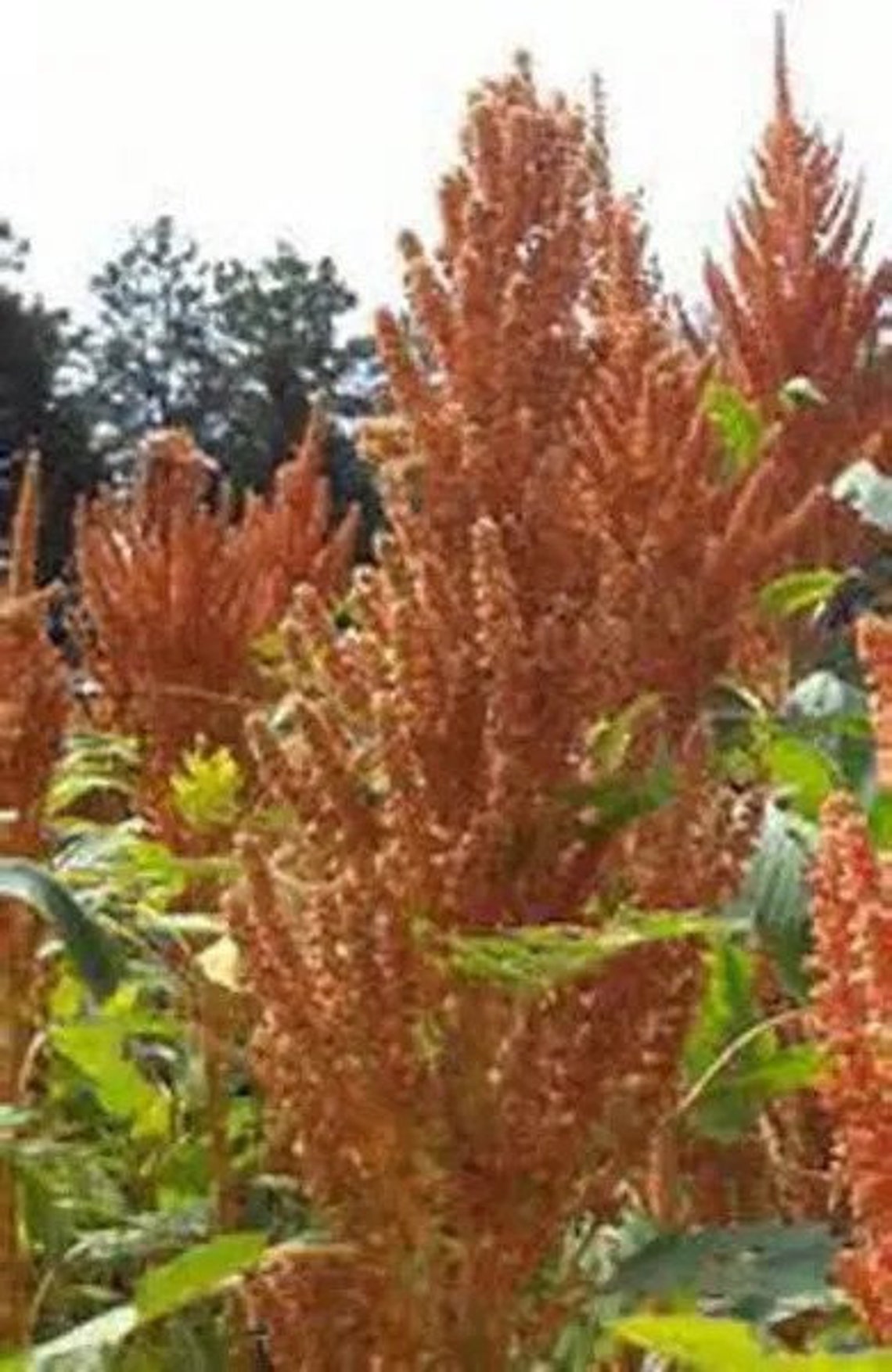 Chinese Orange Giant Amaranth Seeds - Etsy