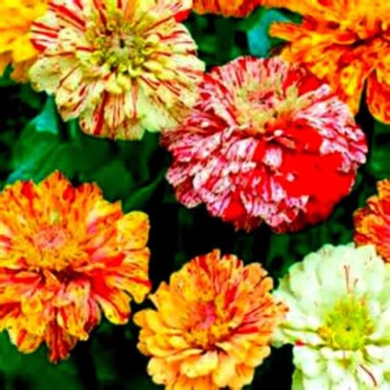 Mix of Candy Cane & Candy Stripe Zinnia Seed - Etsy