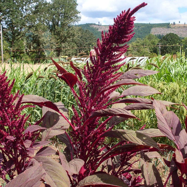 Beautiful Burgundy Amaranth Seeds - Etsy