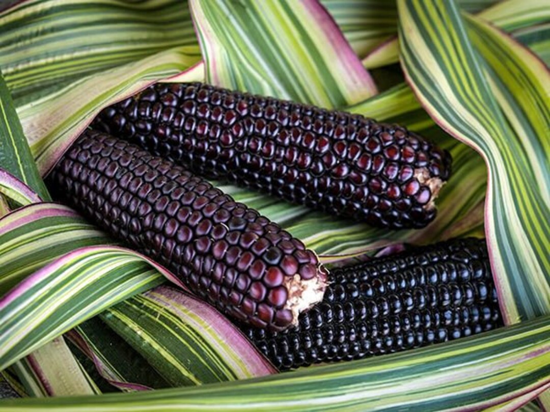 Striped Japonica Flint Corn Seeds - Etsy