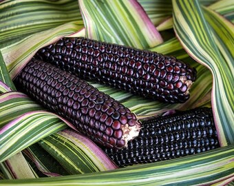 Japonica Striped Maize Rainbow Rare Heirloom Organic 10 Seeds #1131 - Etsy