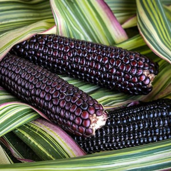 Flint Corn - Etsy