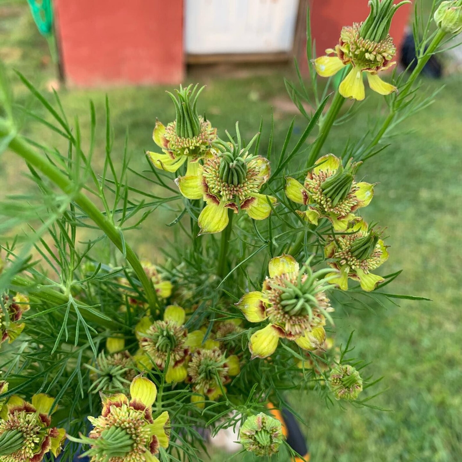 Love in a Mist Transformers nigella Orientalis - Etsy