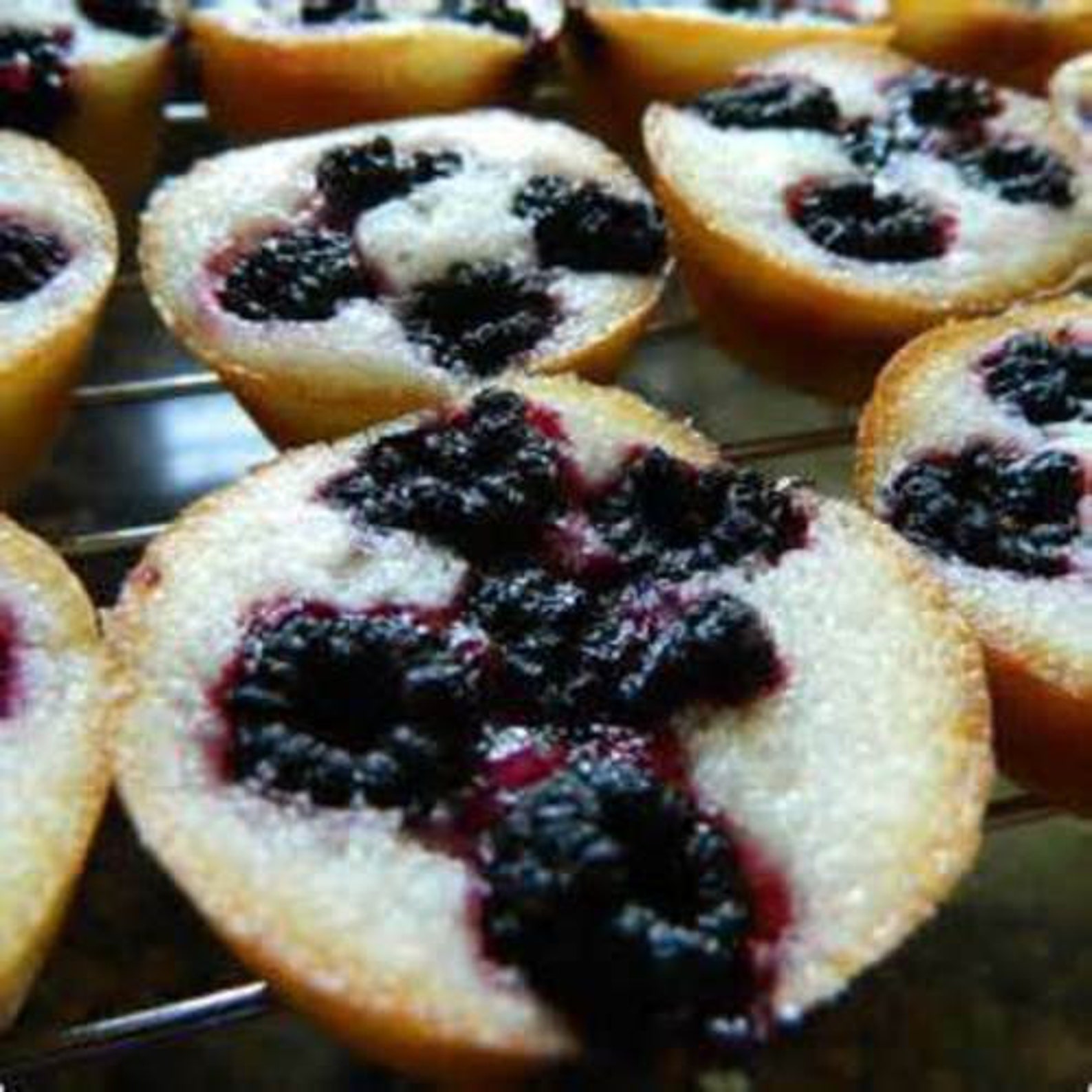 Black Raspberry Bush Seeds! Sweet Delicious Fruit! - Etsy