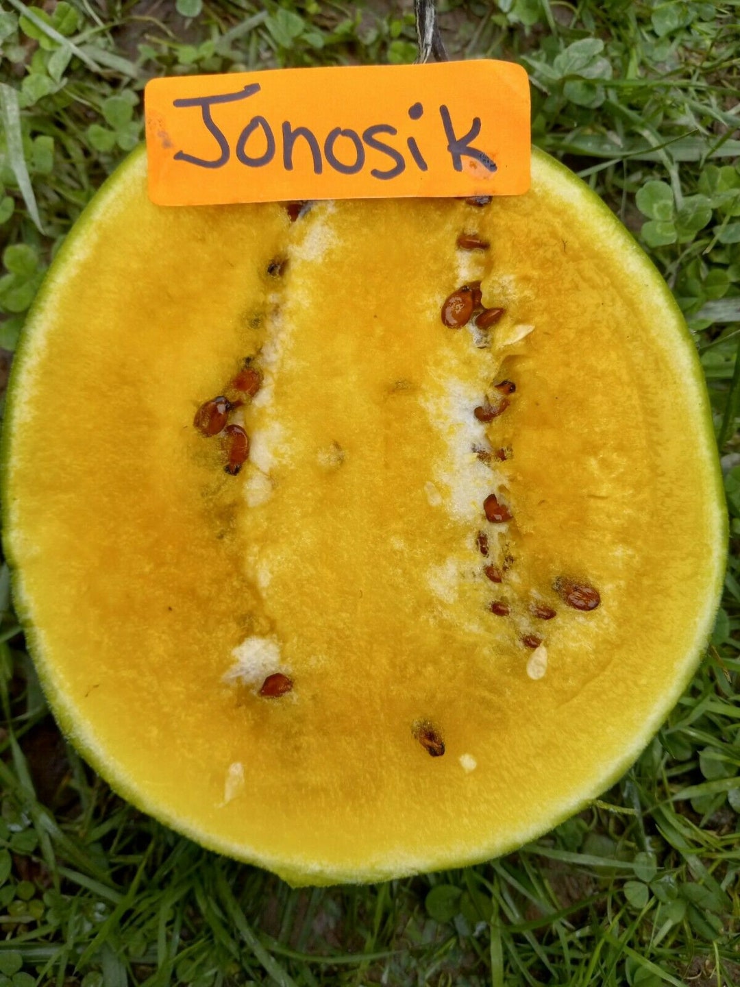 Janosik Watermelon Seeds - Etsy