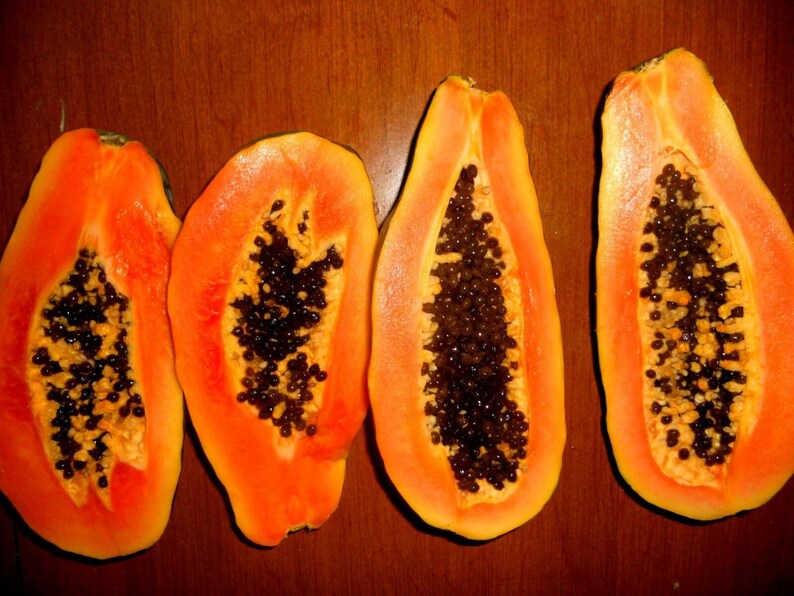 Maradol Papaya Tree Seeds - Grows Fruit in Only 9 Months From Seed! 10 ...