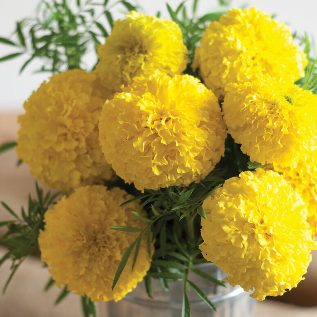 Jumbo Yellow Crackerjack Marigolds Seeds - Etsy