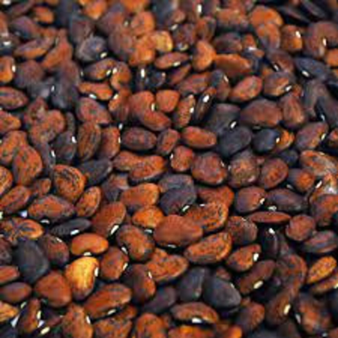 Jackson Wonder Lima Bean Seeds - Etsy