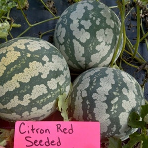 Citron Red Seeded Watermelon Seeds - Etsy