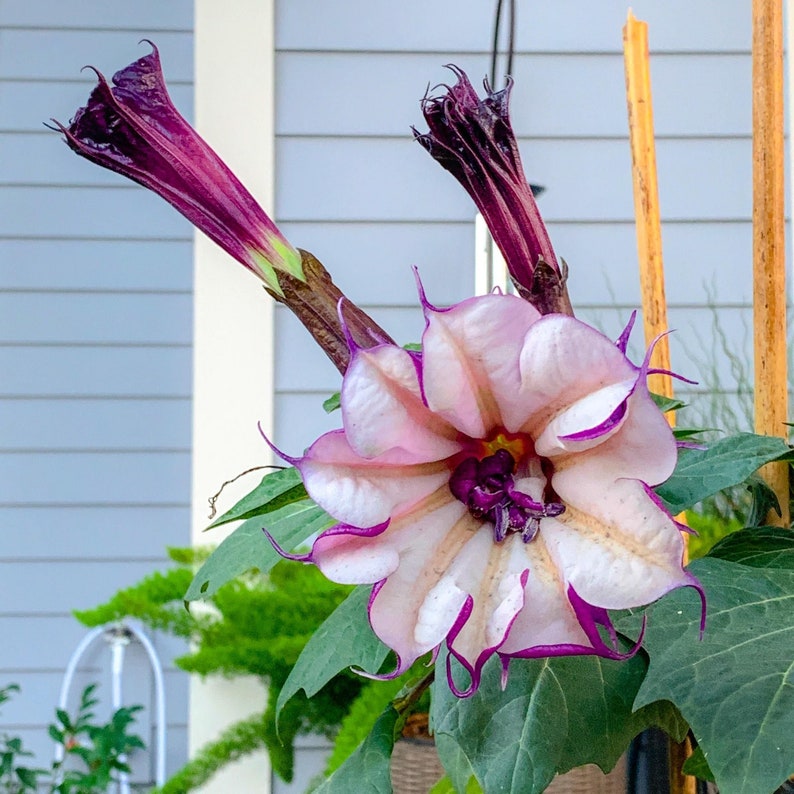 Outdoor & Gardening Home & Living Ballerina Purple Devil Trumpet Seeds ...