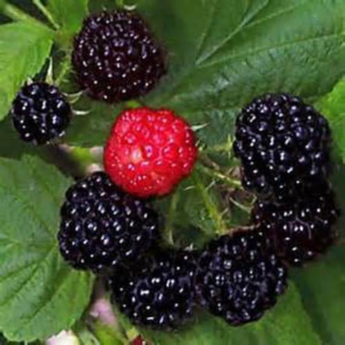 Black Raspberry Bush Seeds Sweet Delicious Fruit - Etsy