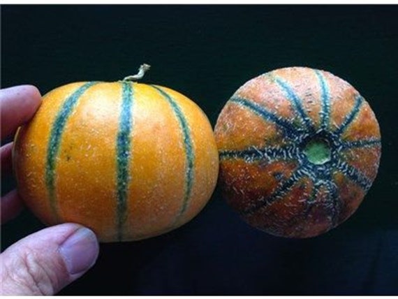 Madhu Ras Rajas Than Melon honey Melon | Etsy