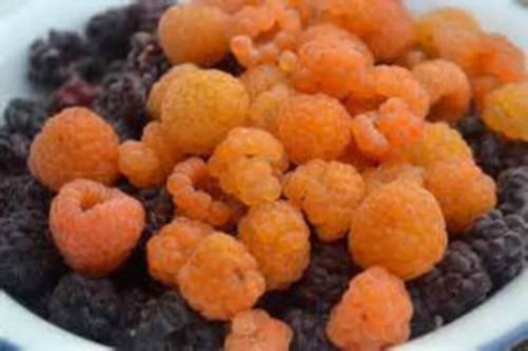 Golden Harvest Raspberry Bush Seeds - Etsy