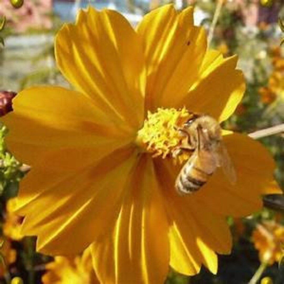 Beautiful Tall Golden Cosmos Seeds - Etsy