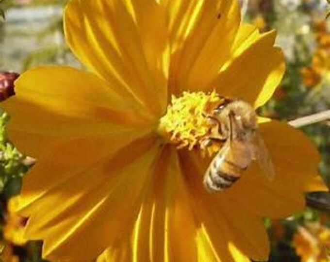 Beautiful Tall Golden Cosmos Seeds - Etsy