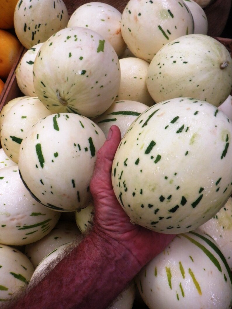 Rare Snow Leopard Melon - Etsy