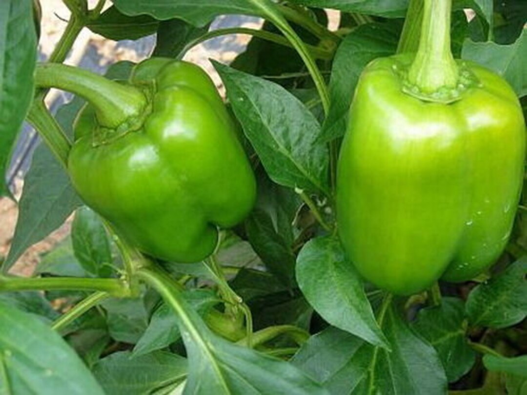 California Wonder Green Sweet Bell Pepper - Etsy