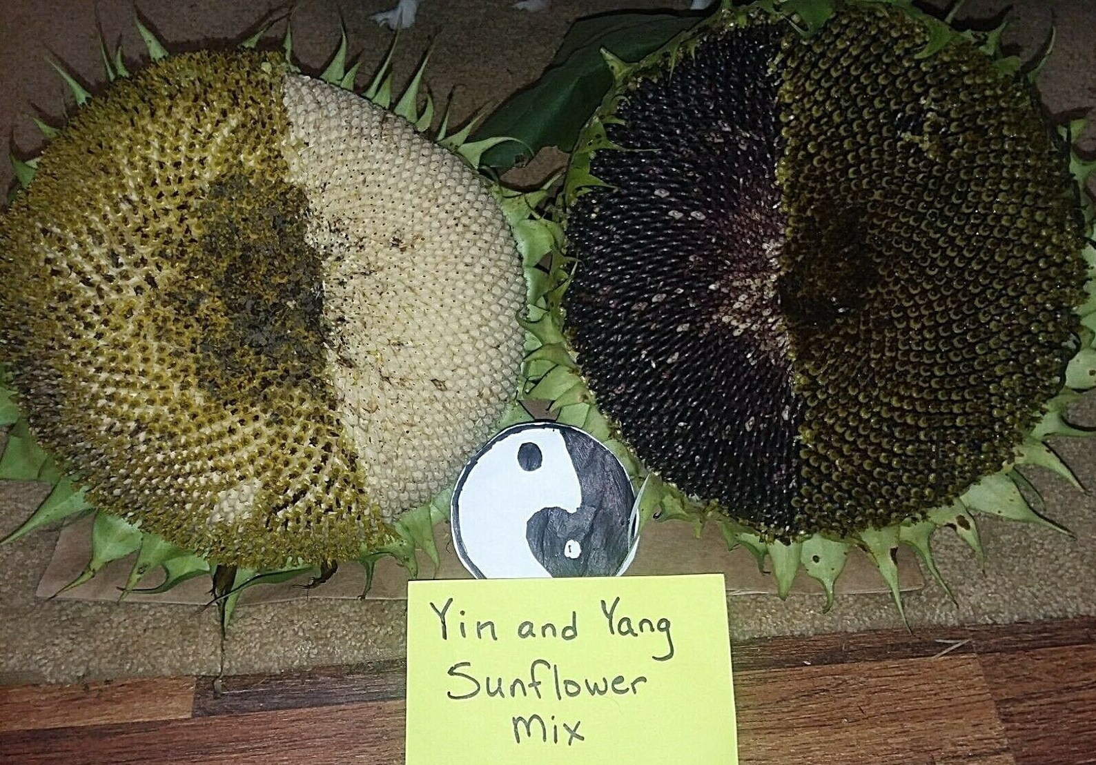 Yin & Yang Sunflower Seed Mix - Etsy