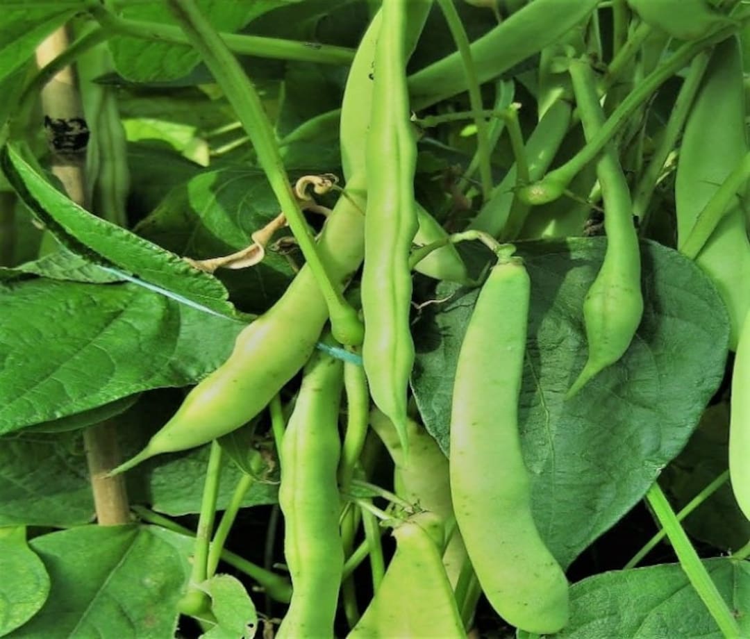 Kidney Bean Plant