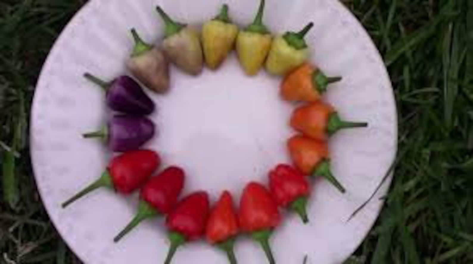 Chinese 5 Color Pepper Seeds - Etsy