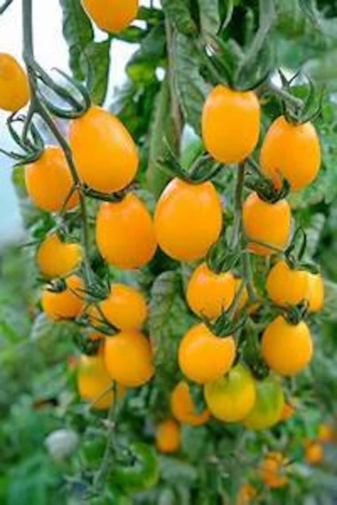 Sun Belle Tomato - Etsy