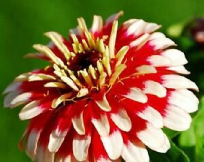 Ice Queen Zinnia Seeds | Etsy